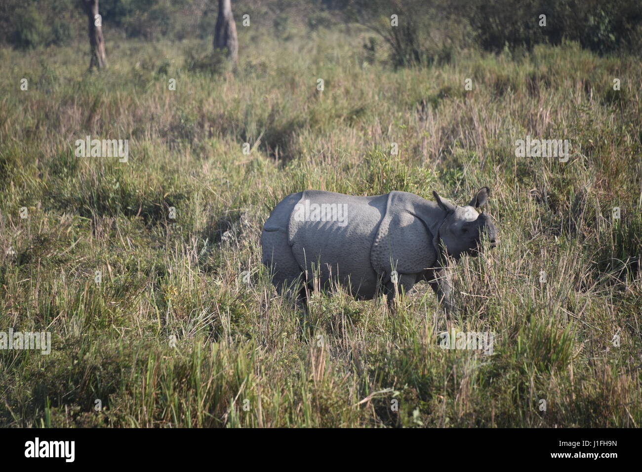 Three horned Rhino in kaziranga national parl, india. Kaziranga ...
