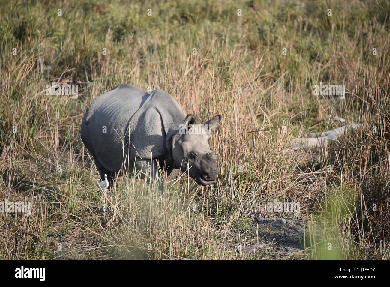 Three horned Rhino in kaziranga national parl, india. Kaziranga ...