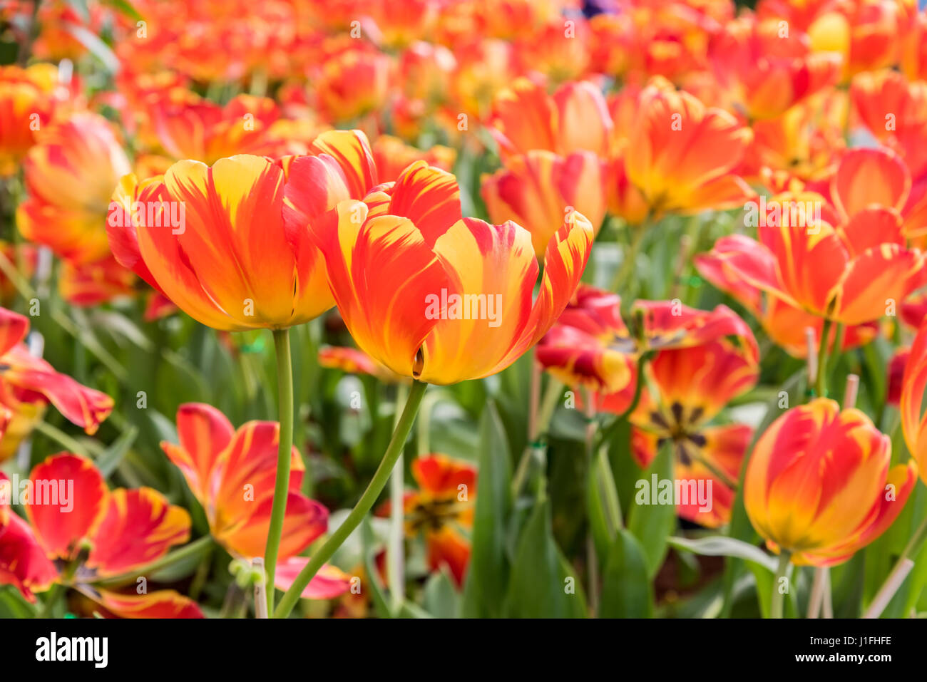 Orange yellow giant tulip in garden field, Beautiful bouquet of giant ...