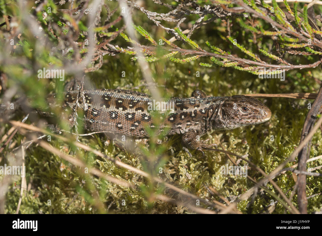 Female species hi-res stock photography and images - Alamy
