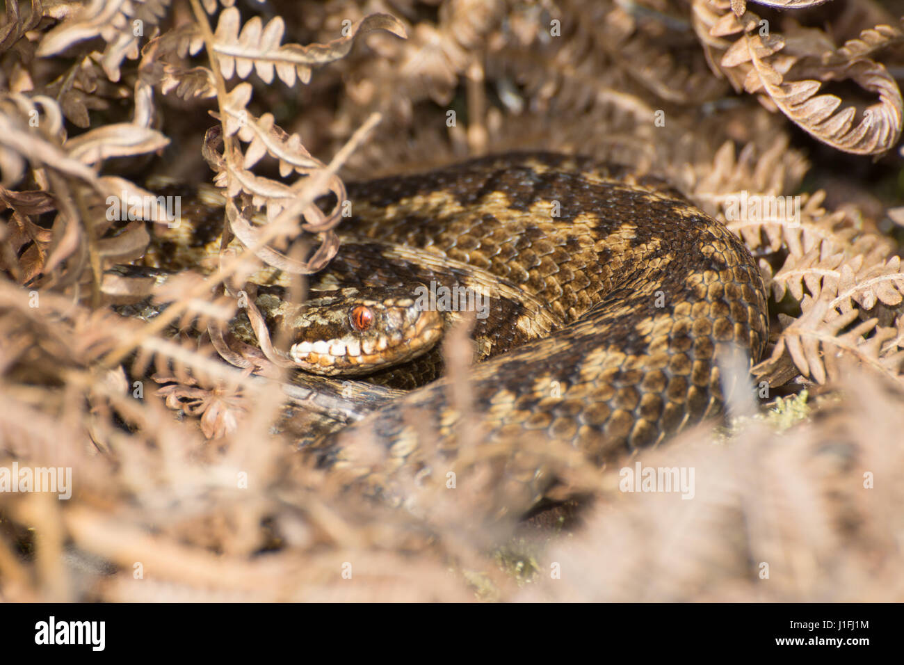 Female adder hi-res stock photography and images - Alamy