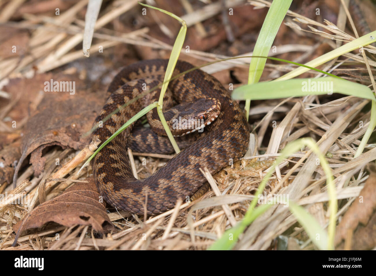 Juvenile adder hi-res stock photography and images - Alamy