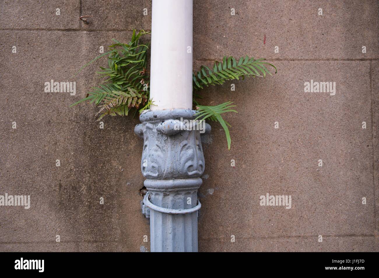 A fern plant grows out of a drainage downspout along a wall in the ...