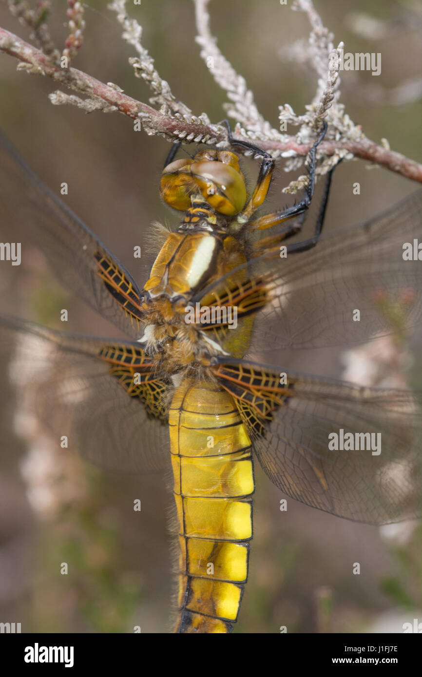 Close-up of female broad-bodied chaser dragonfly (Libellula depressa ...