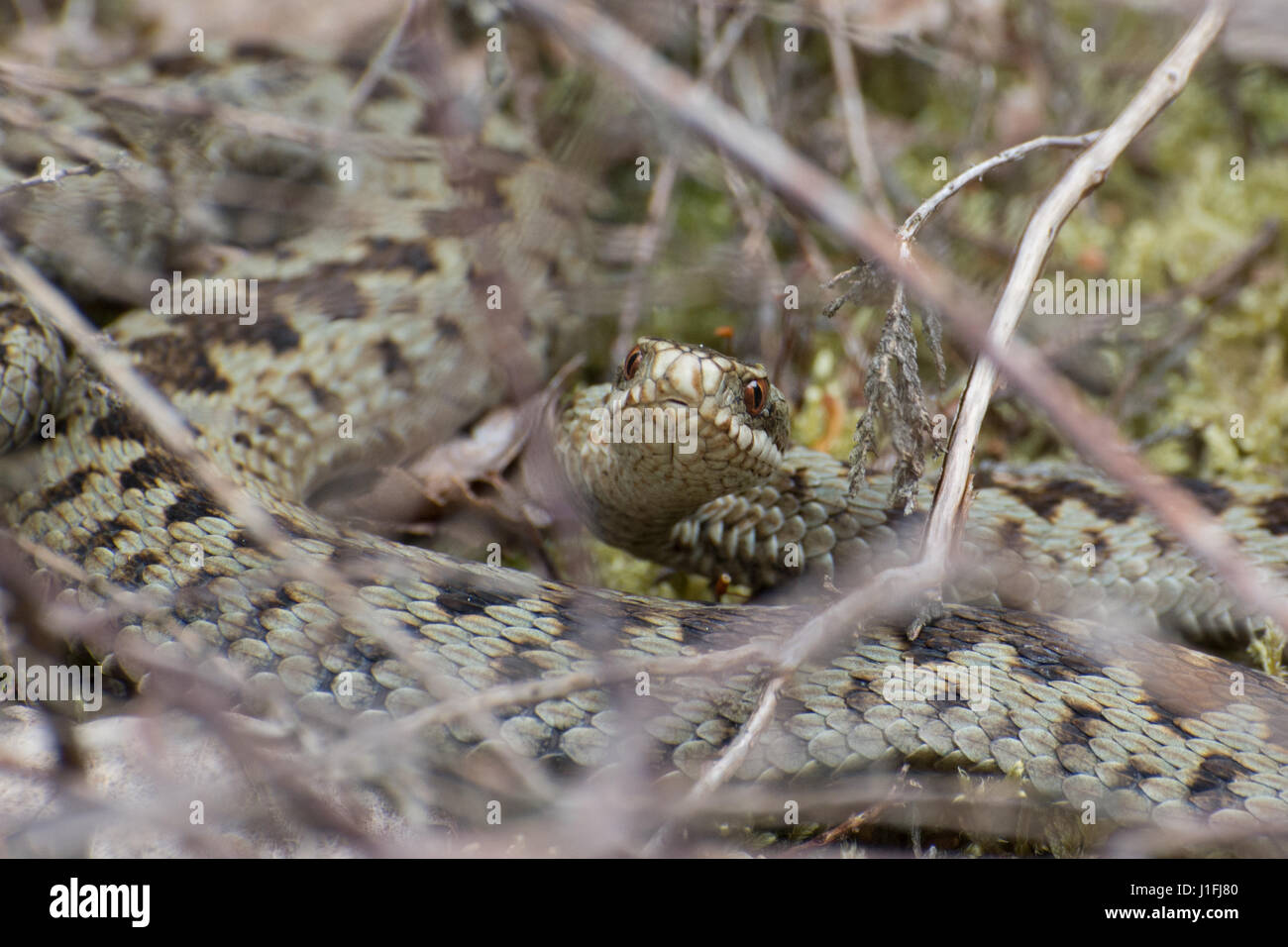 Female adder hi-res stock photography and images - Alamy