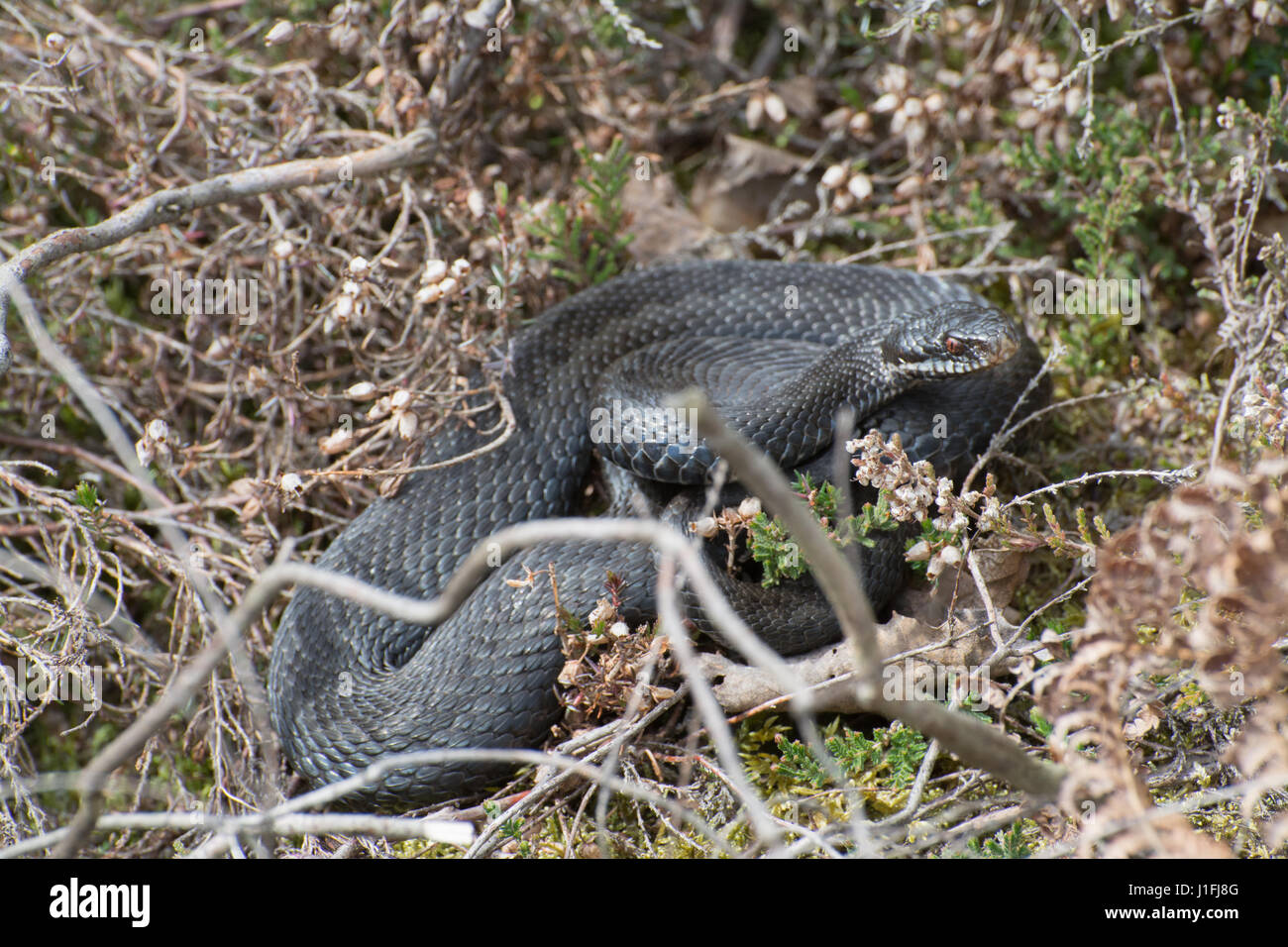 Melanistic animal hi-res stock photography and images - Alamy