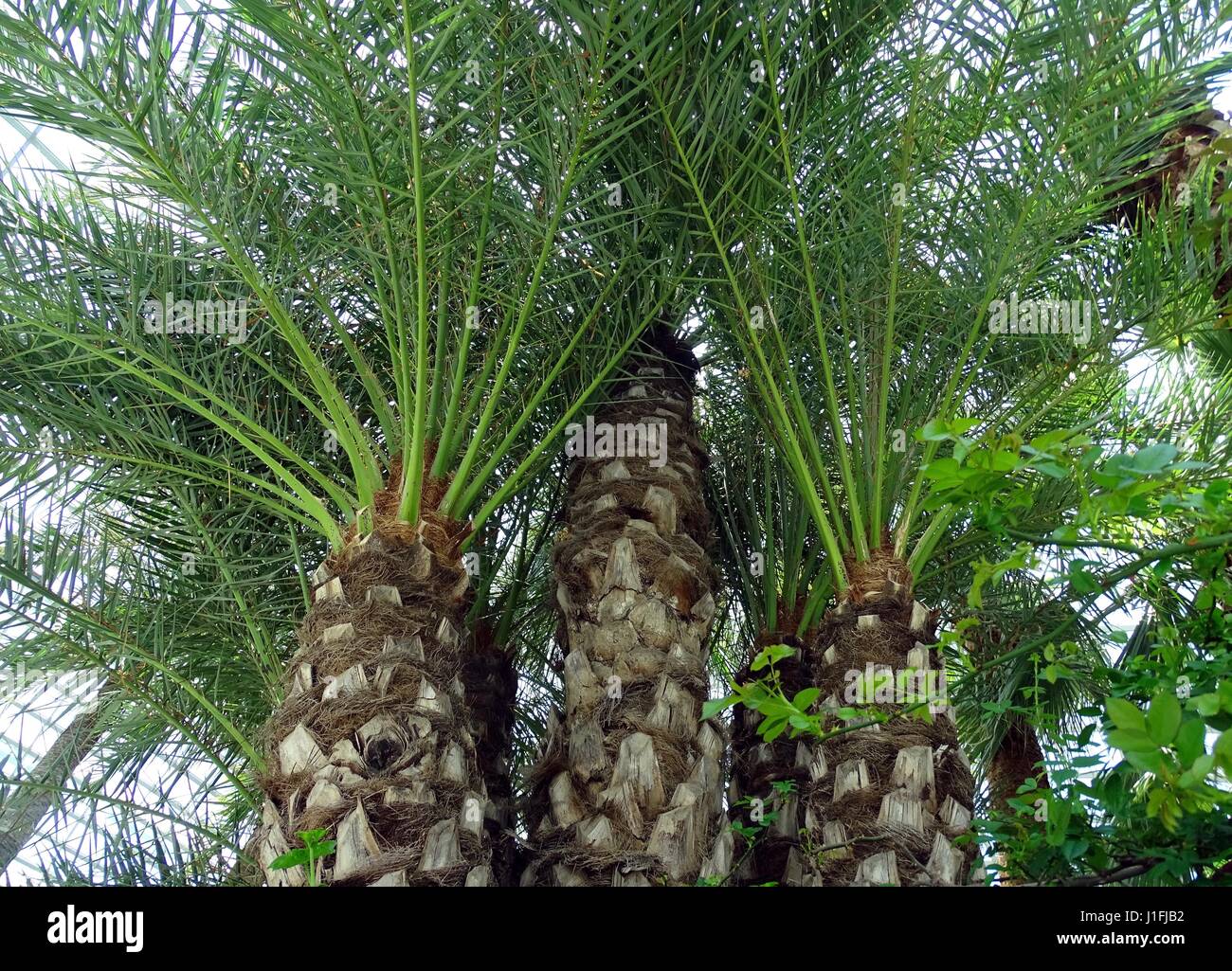 Trio of palm trees Stock Photo - Alamy