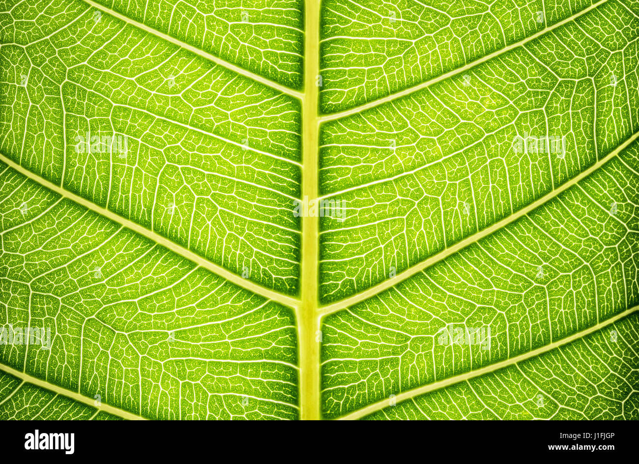 close up green leaf texture, pattern leaf texture abstract background ...