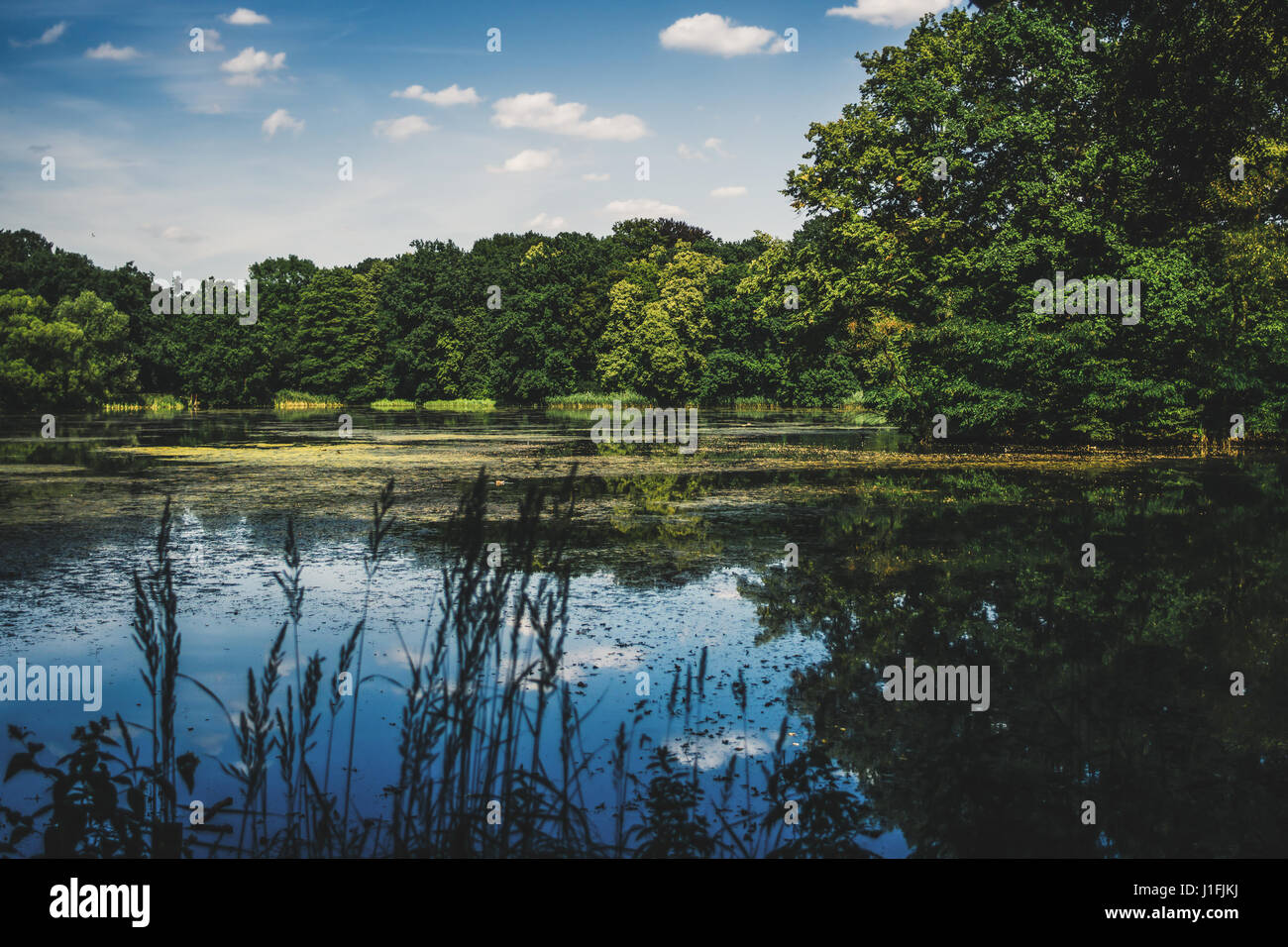 Pond surrounded trees nature landscape hi-res stock photography and images - Alamy