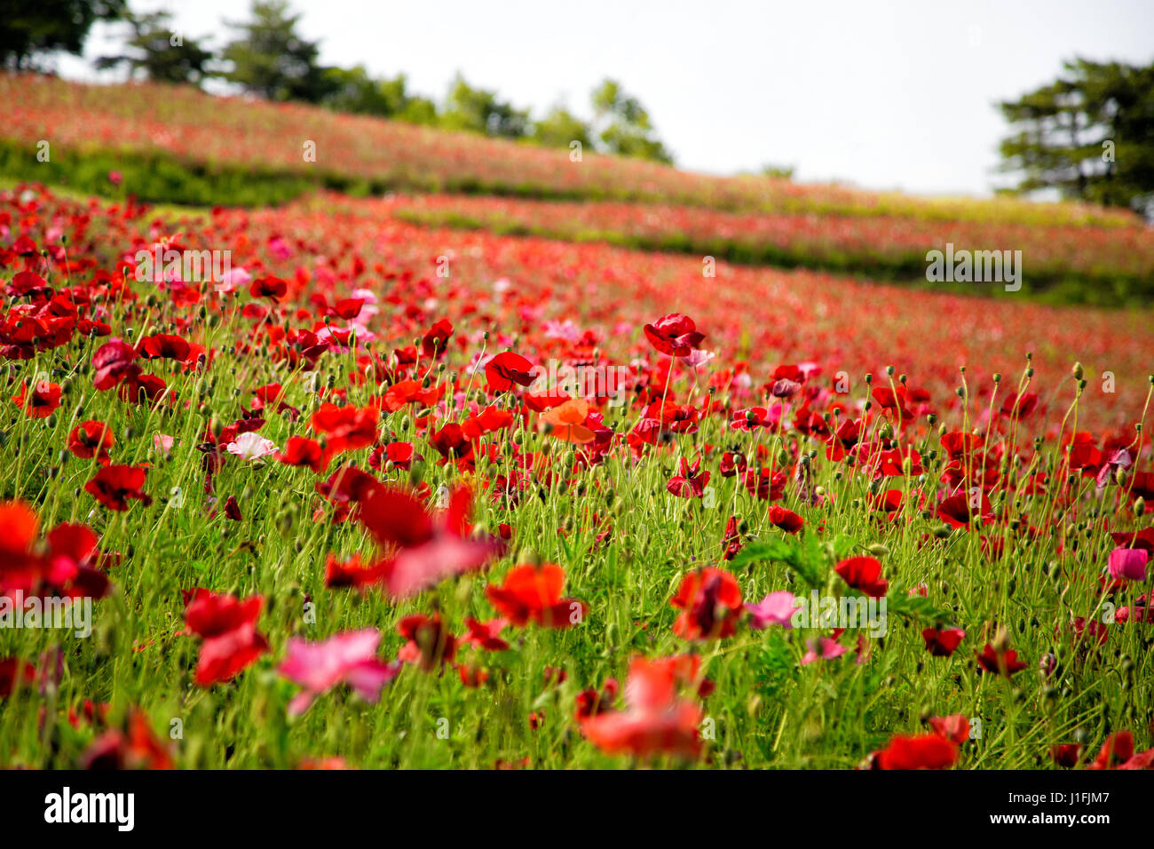 Showa Kinen Koen park in Tokyo, Japan Stock Photo - Alamy