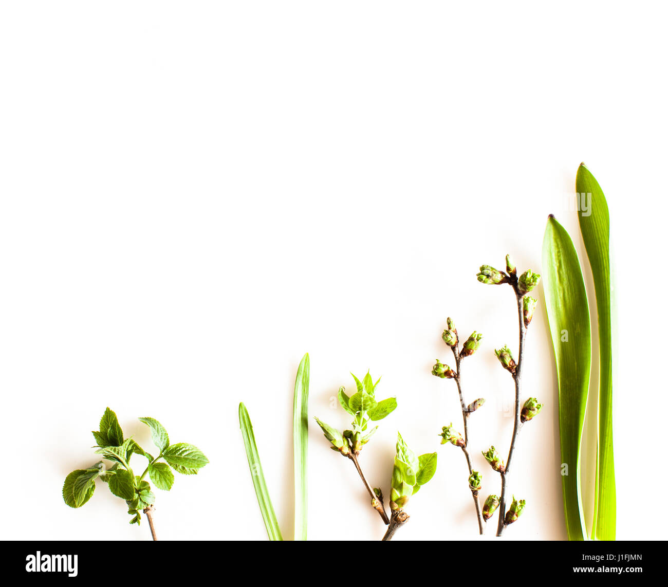 Spring greenery plants Stock Photo - Alamy