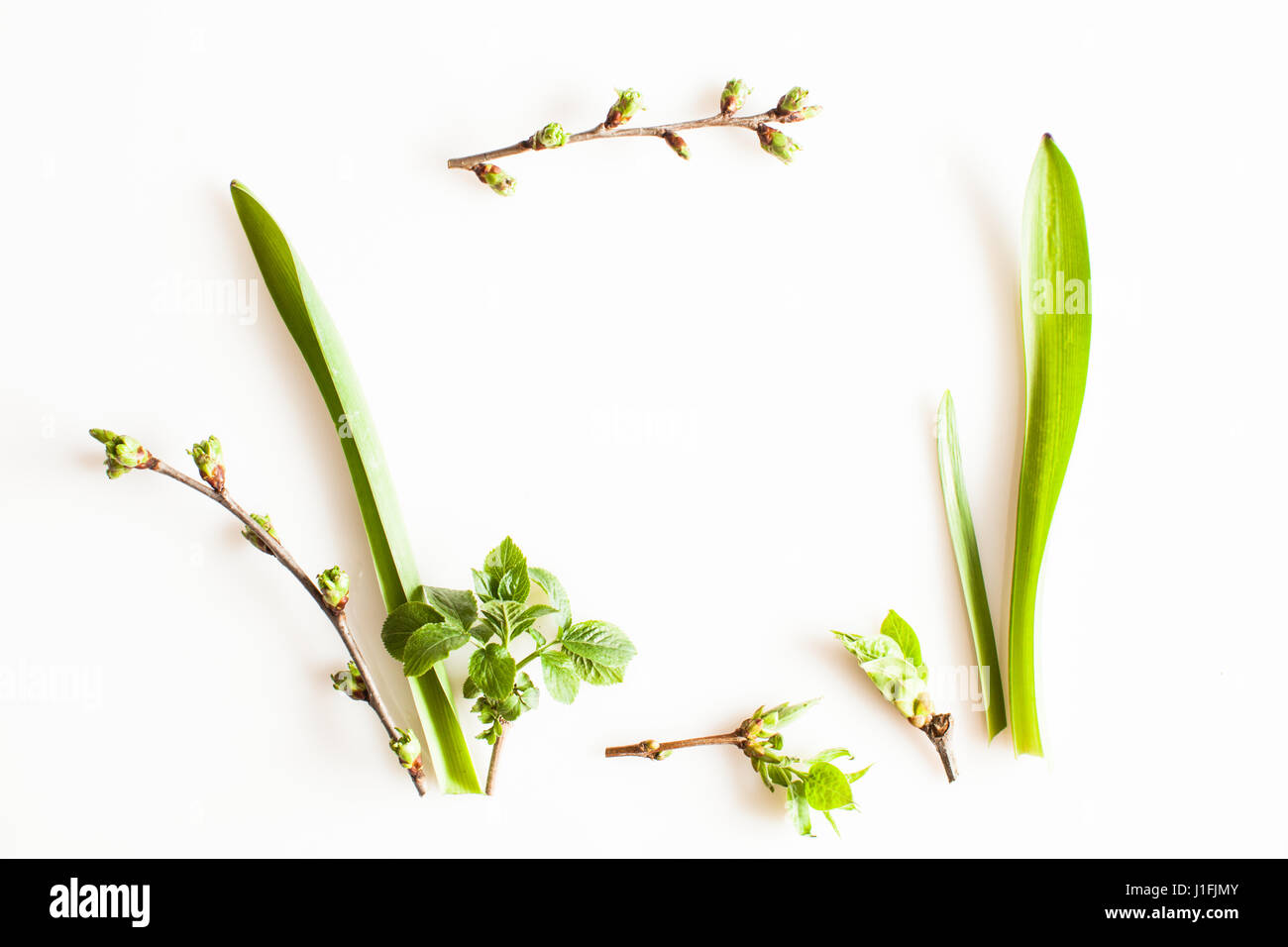 Spring greenery plants Stock Photo - Alamy