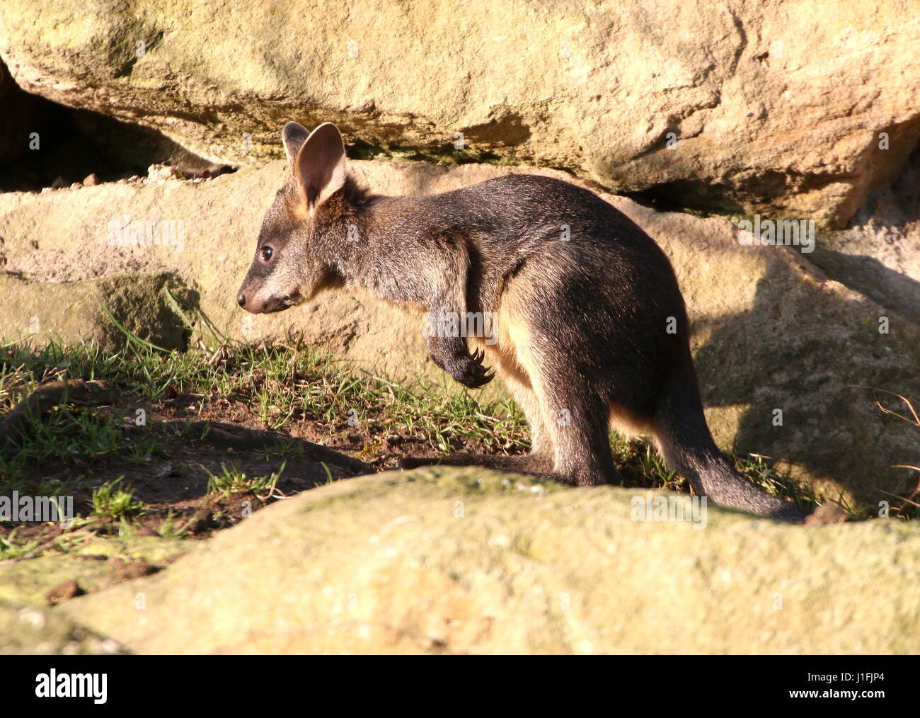 Kangaroo running joey High Resolution Stock Photography and Images - Alamy