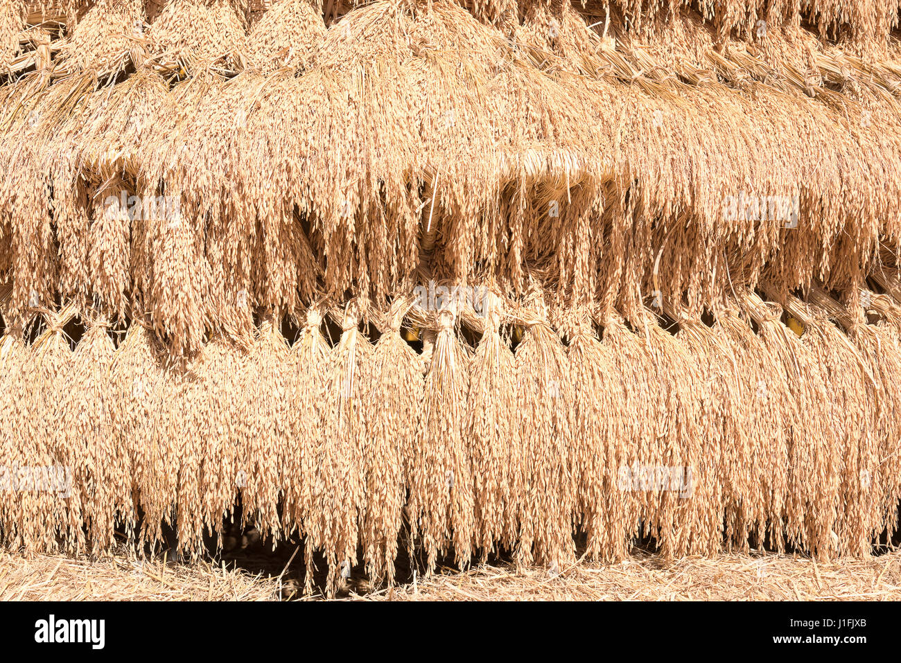 Rice pattern wallpaper background texture in thailand, rice seed, paddy ...