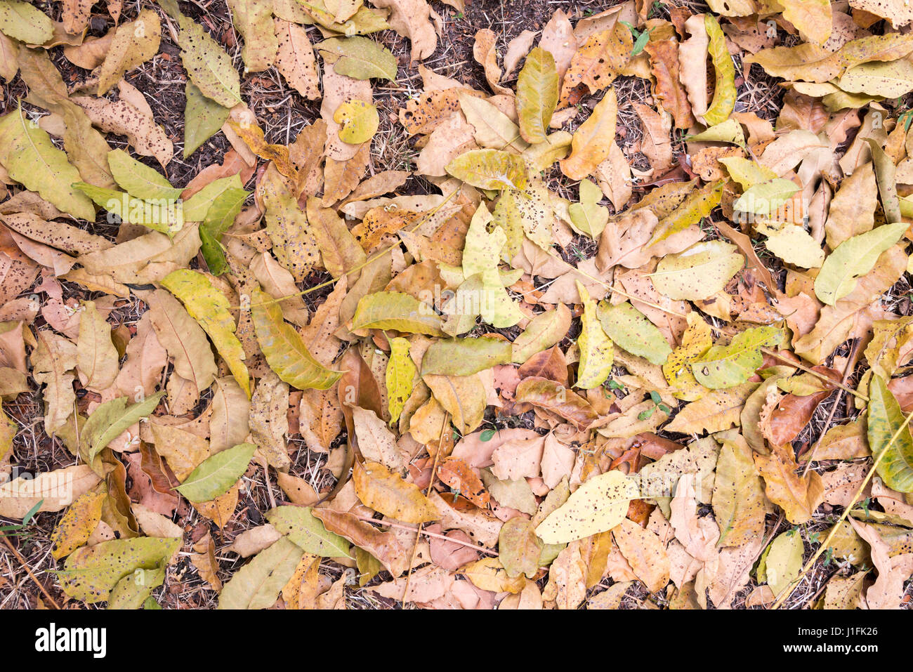 dry leaves on the ground in a beautiful autumn season Stock Photo - Alamy