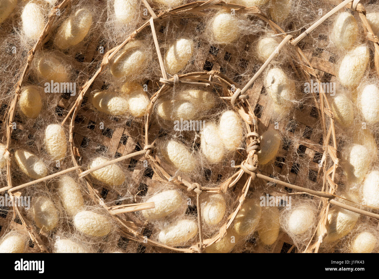 Silk worm cocoons hi-res stock photography and images - Alamy
