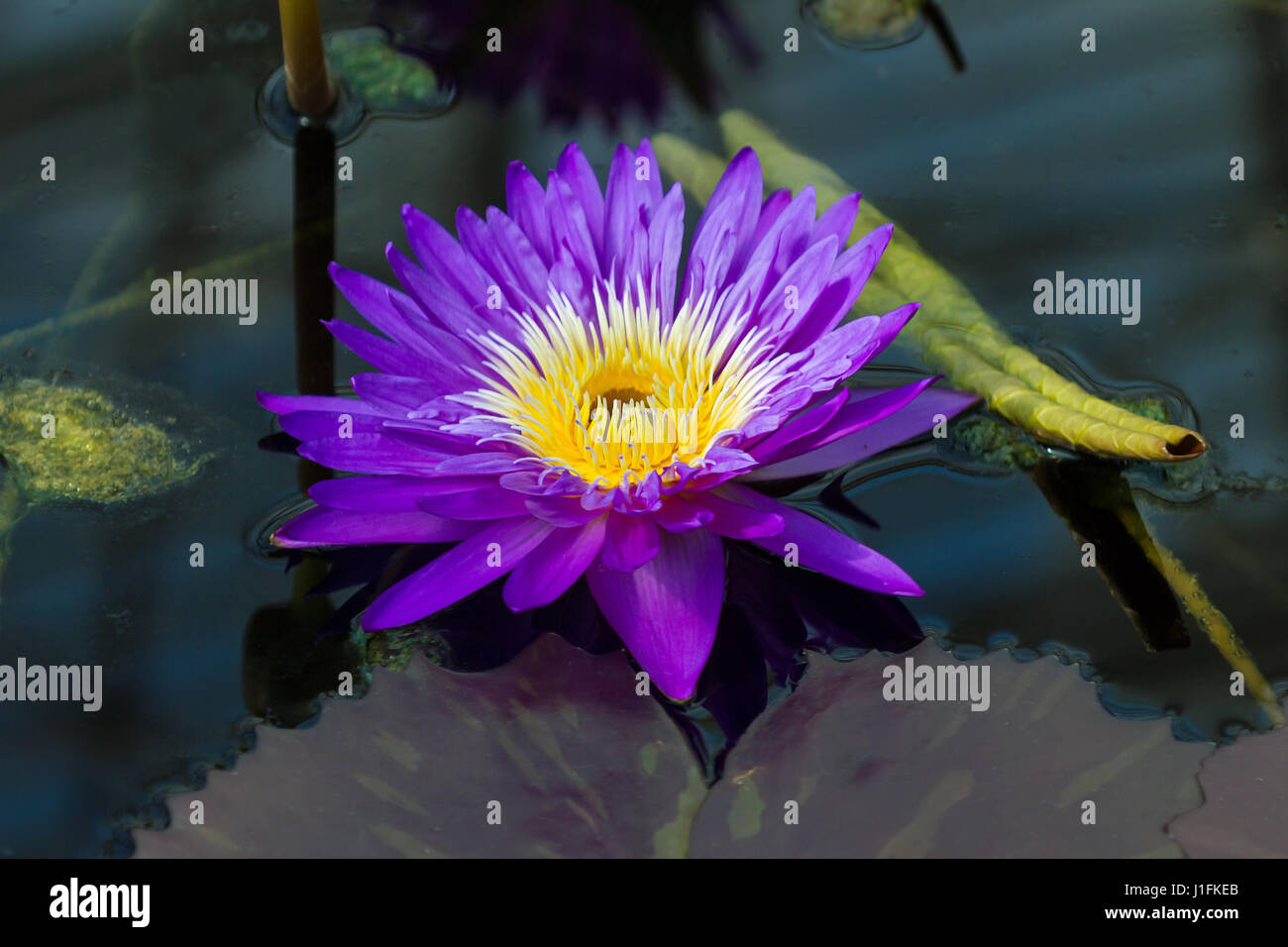 Violete Water lilly in pond Stock Photo - Alamy