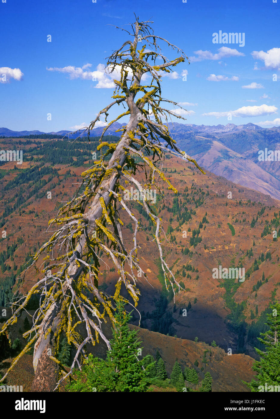 An ancient spruce tree overlookHell's Canyon, also called the Snake ...