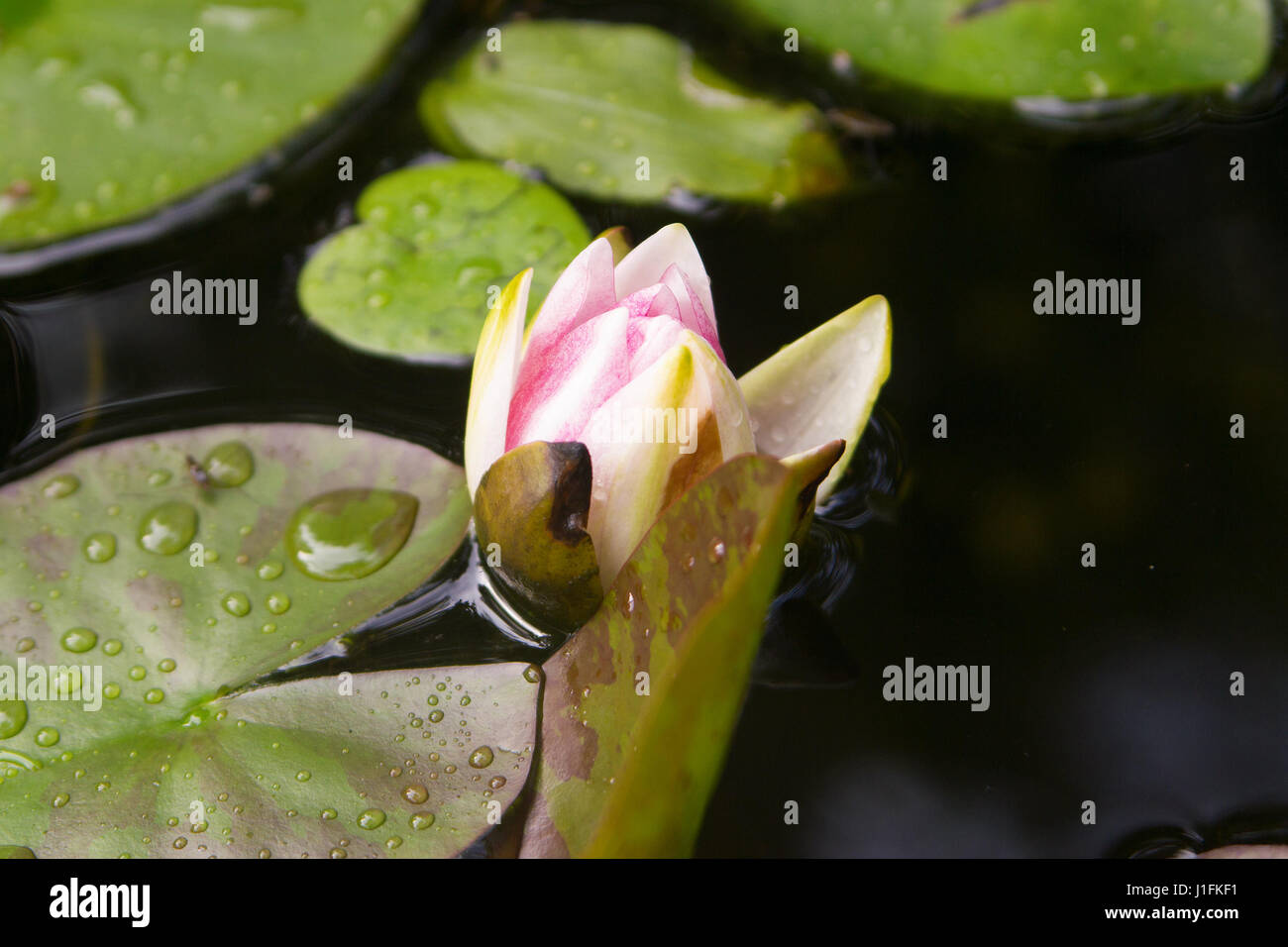 Romantic water lily natural hi-res stock photography and images - Alamy