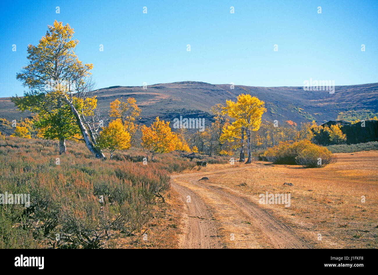 Aspen tree leaves turn autumn hi-res stock photography and images - Alamy