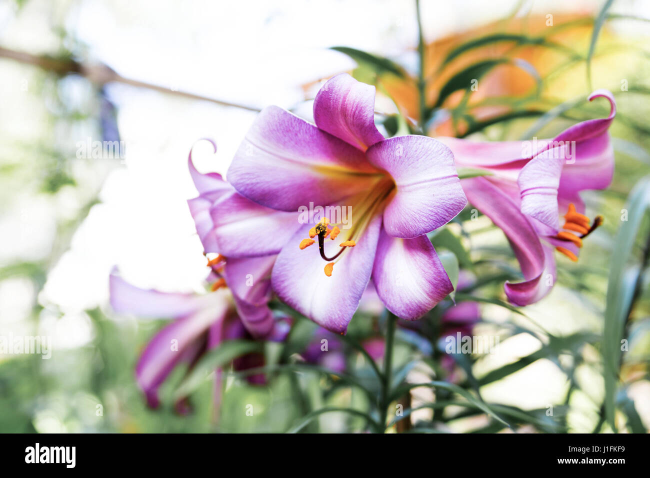 Perfect lily flower background nature outdoors garden Stock Photo - Alamy