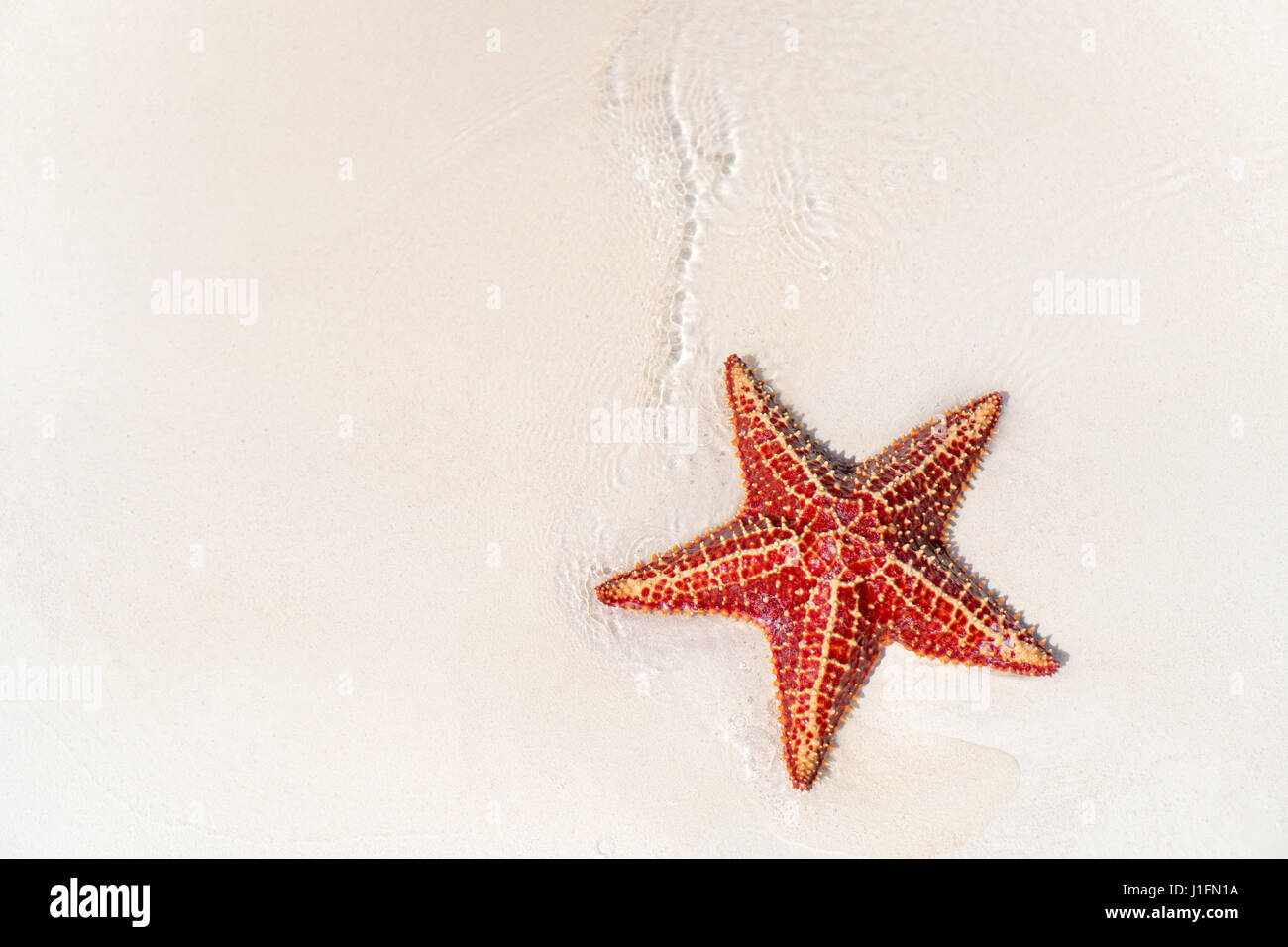 Starfish bahamas caribbean hi-res stock photography and images - Alamy