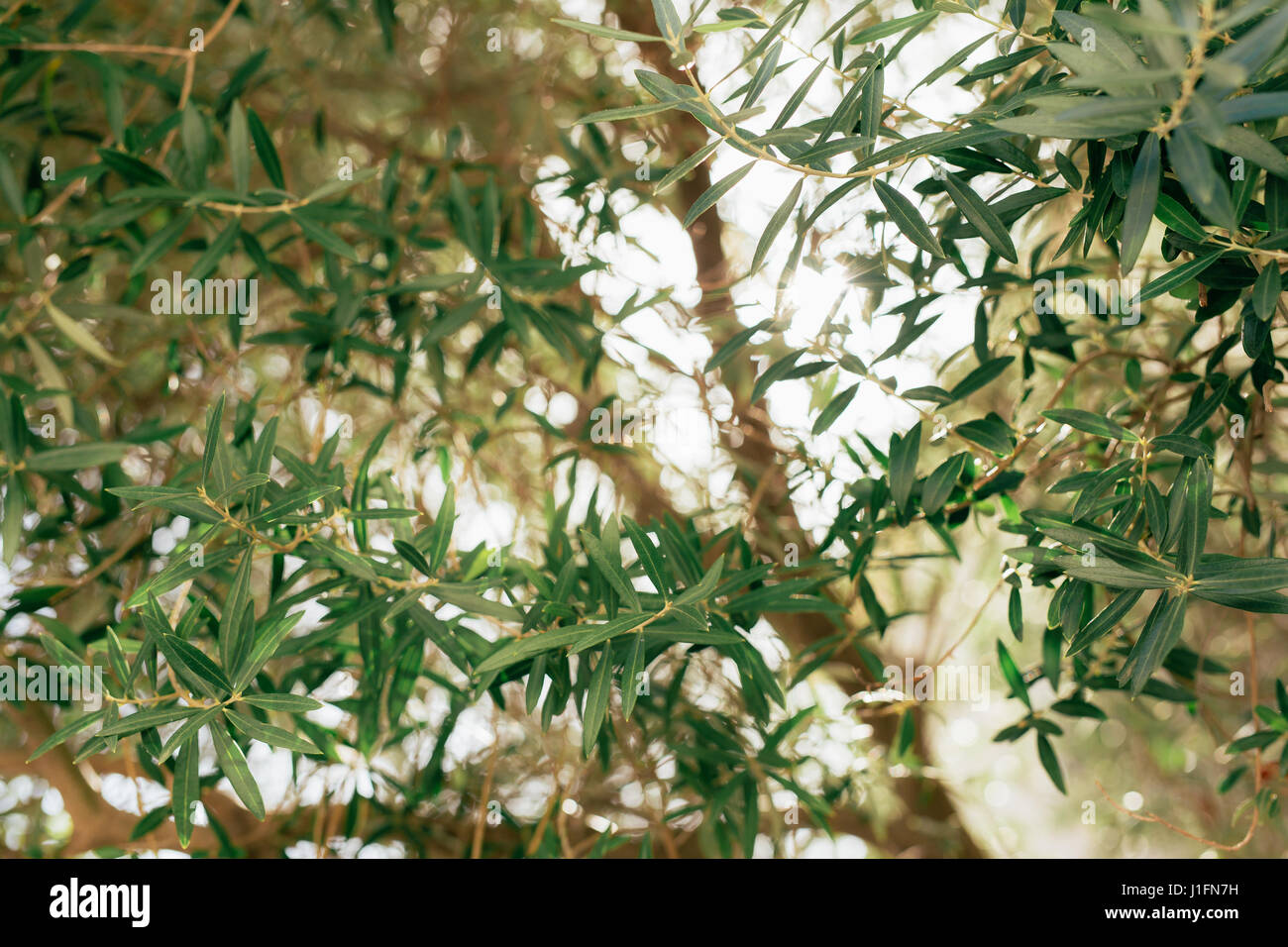 Branches and leaves of an olive tree in an olive grove Stock Photo - Alamy
