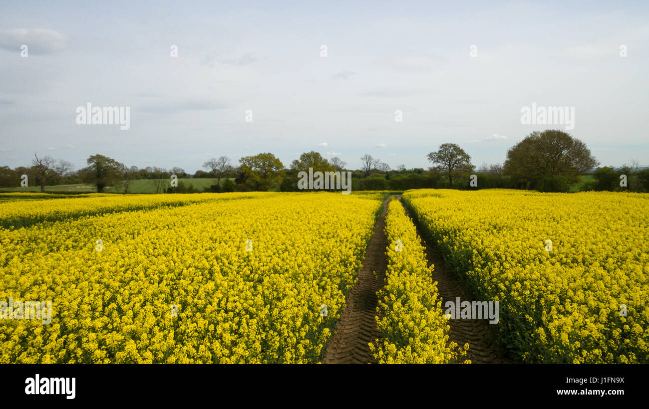 Aerial view rapeseed field Stock Photo - Alamy