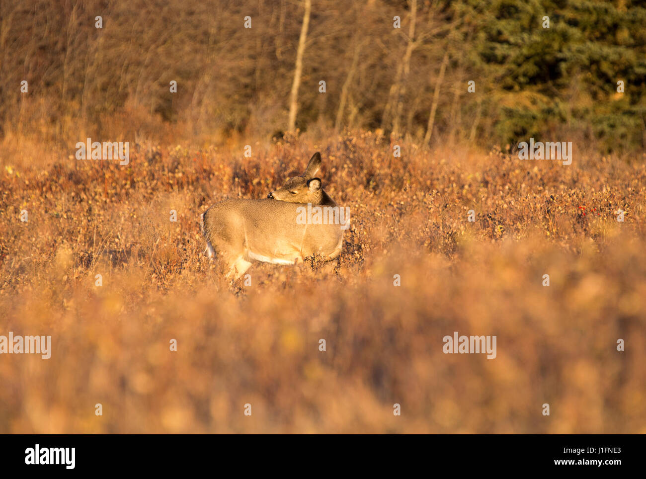 Alberta Border High Resolution Stock Photography and Images - Alamy