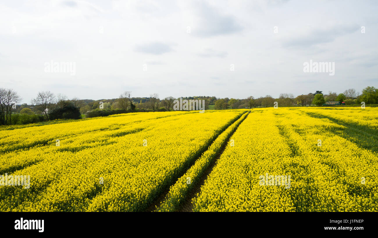 Aerial view rapeseed field Stock Photo - Alamy