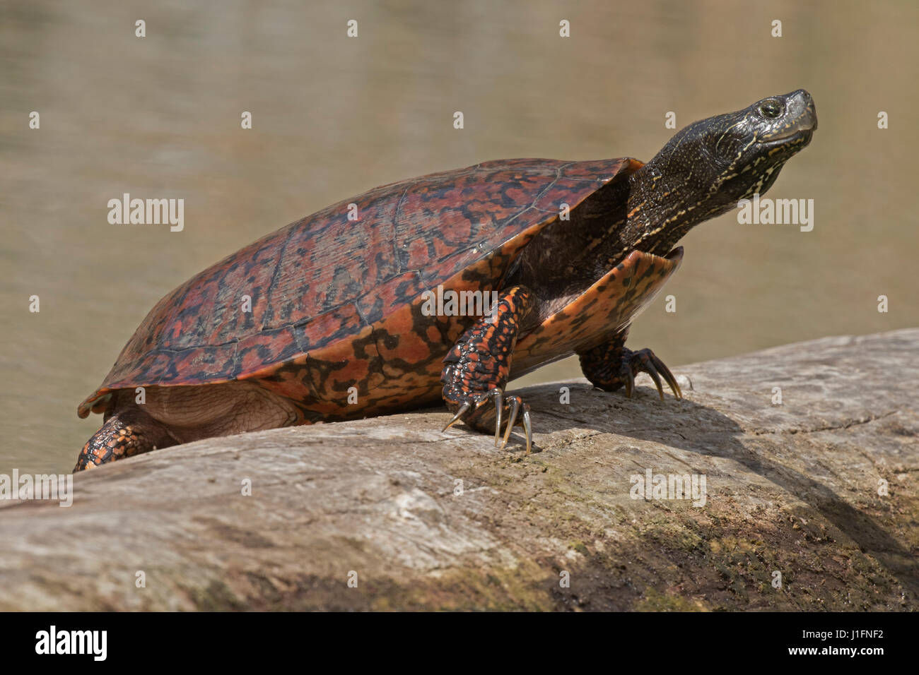 Northern red-bellied cooter. Pseudemys rubriventris, Basking. Maryland ...