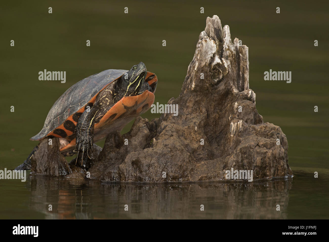 Pseudemys rubriventris hi-res stock photography and images - Alamy