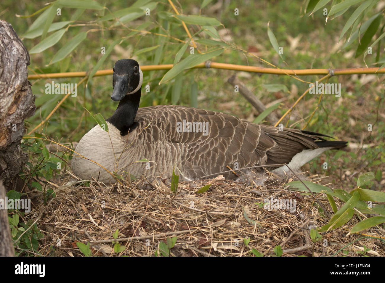 Branta canadensis hatching hi-res stock photography and images - Alamy