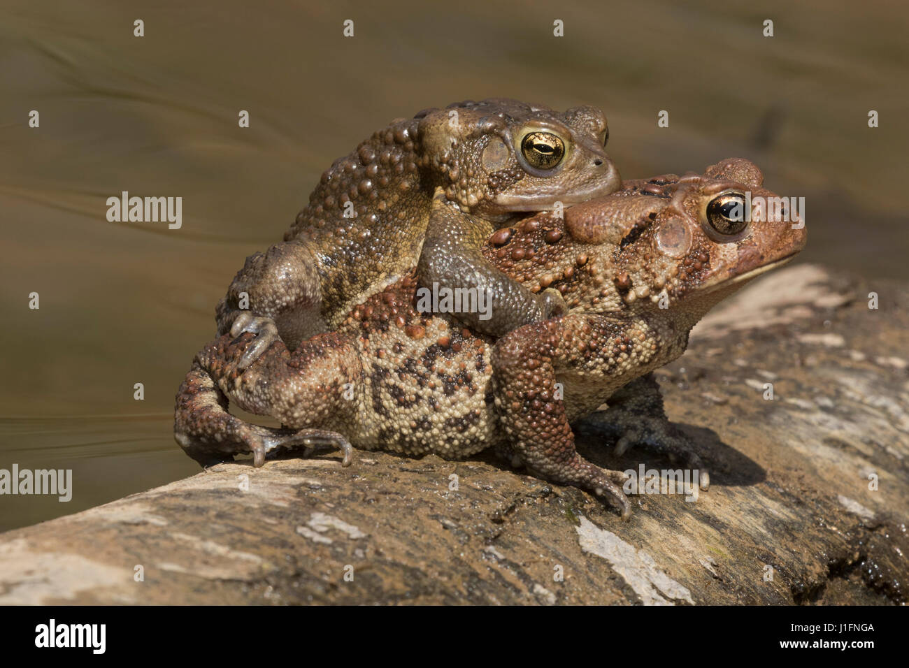American toads (Anaxyrus americanus, formerly Bufo americanus) , males ...