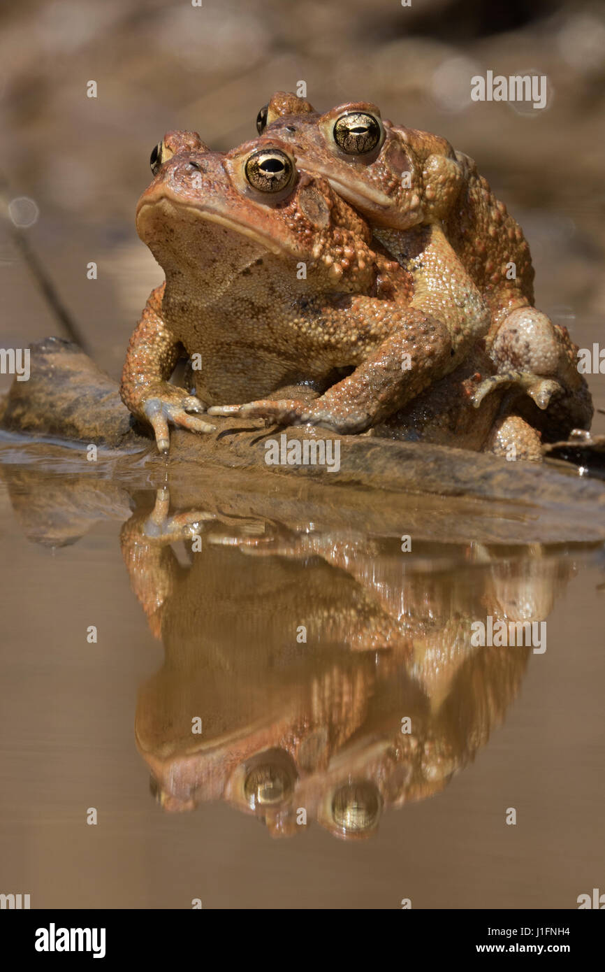 American toads (Anaxyrus americanus, formerly Bufo americanus) , males ...