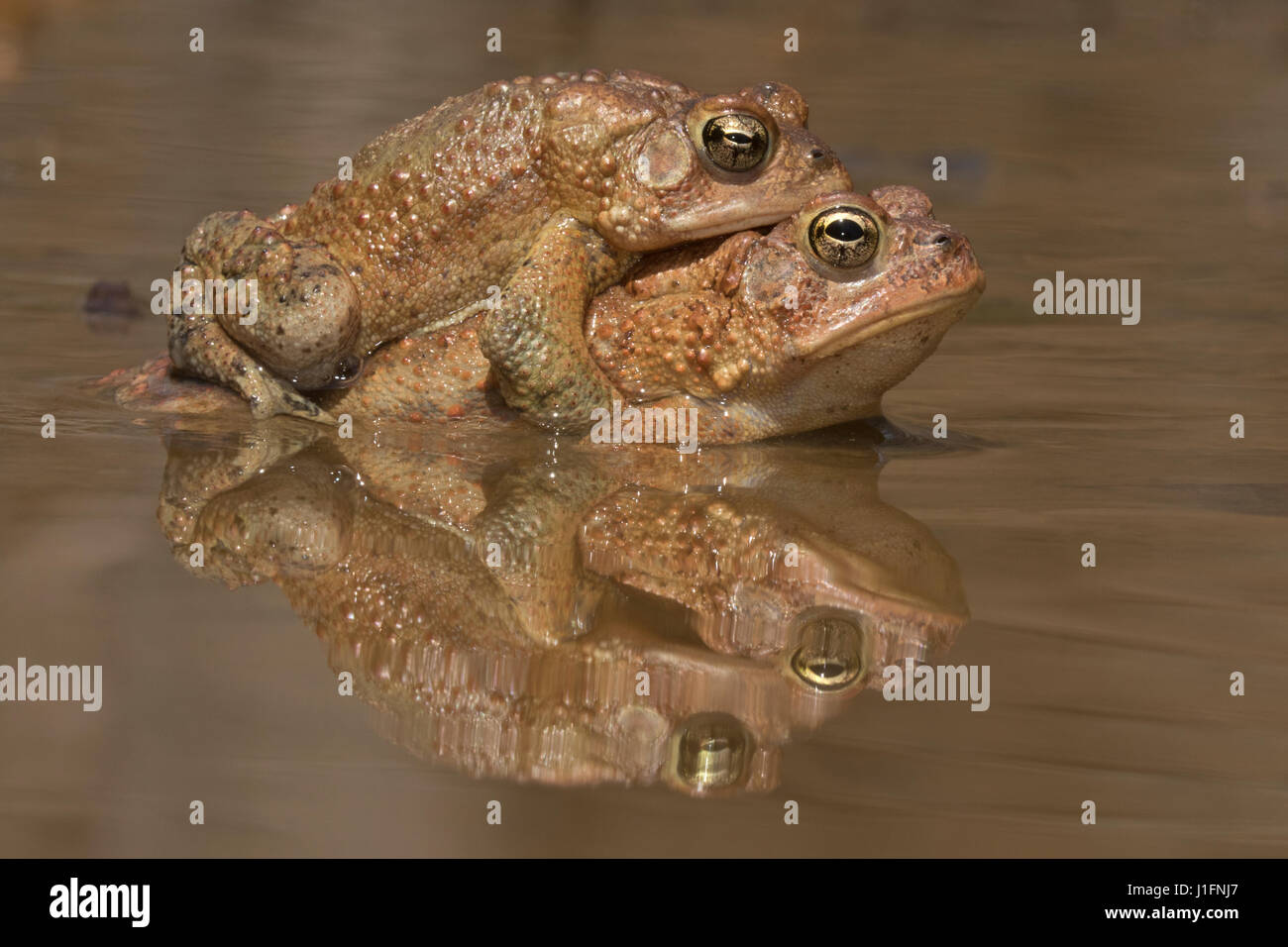 American toads (Anaxyrus americanus, formerly Bufo americanus) , males ...