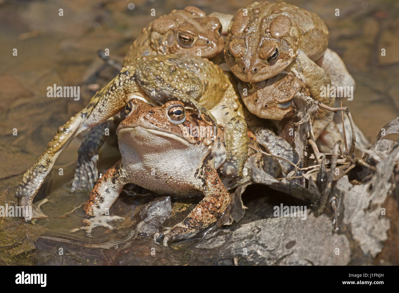 American toads (Anaxyrus americanus, formerly Bufo americanus) , males ...