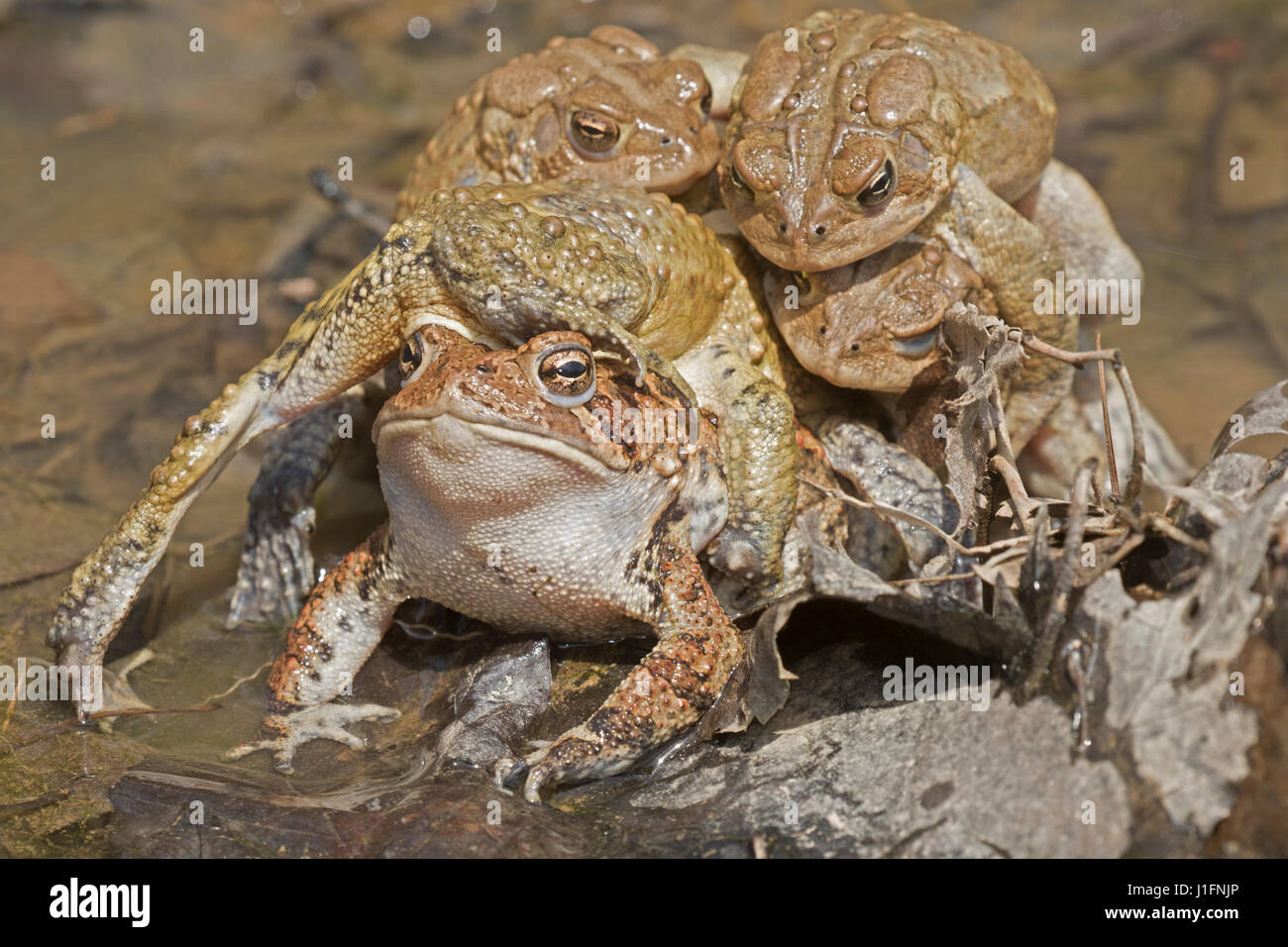 American toads (Anaxyrus americanus, formerly Bufo americanus) , males mating with female ...