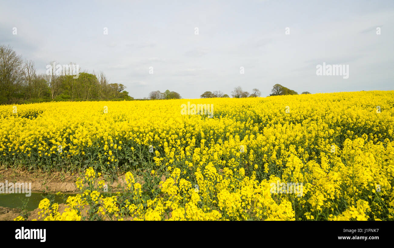 Aerial view rapeseed field Stock Photo - Alamy