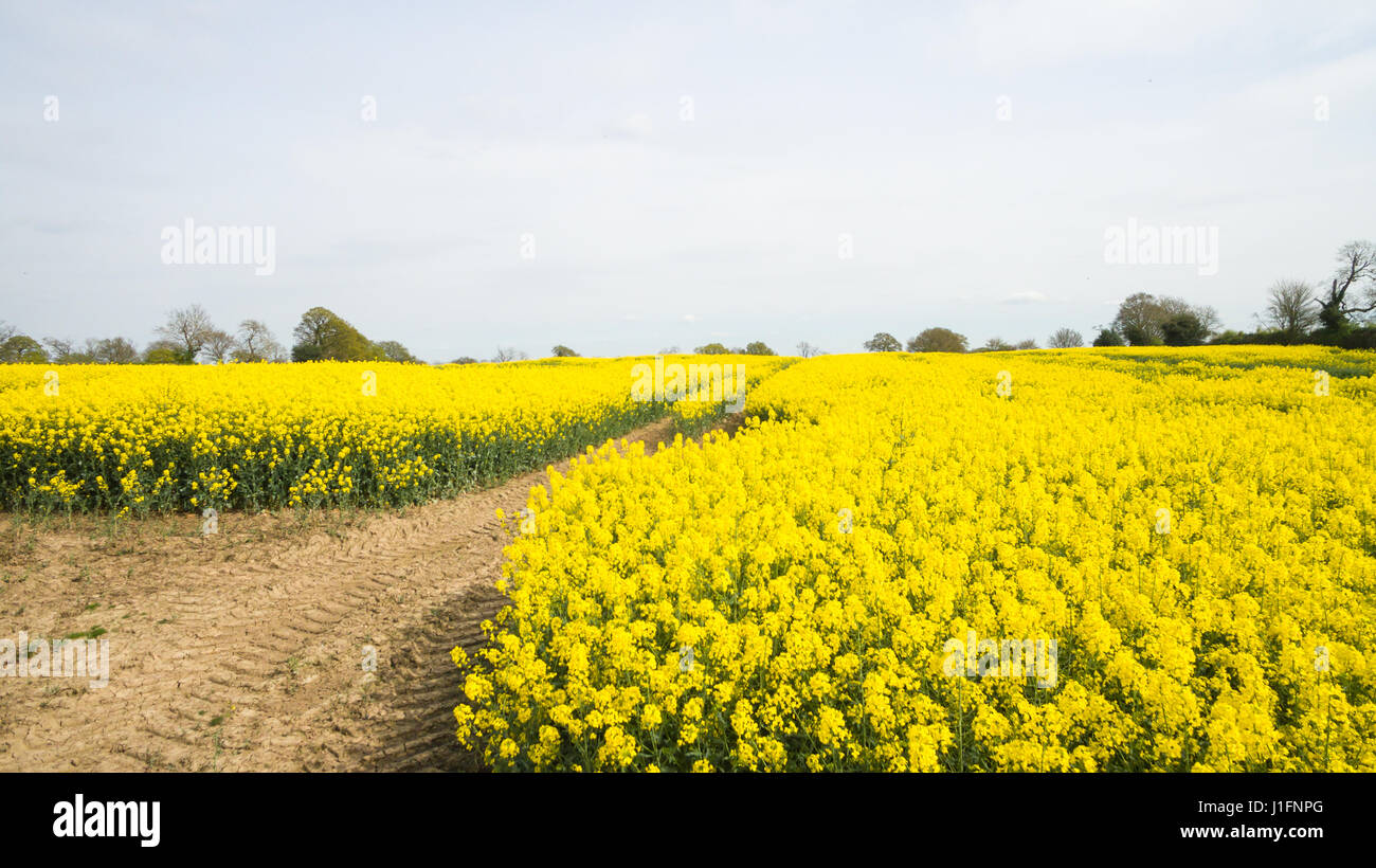Aerial view rapeseed field Stock Photo - Alamy
