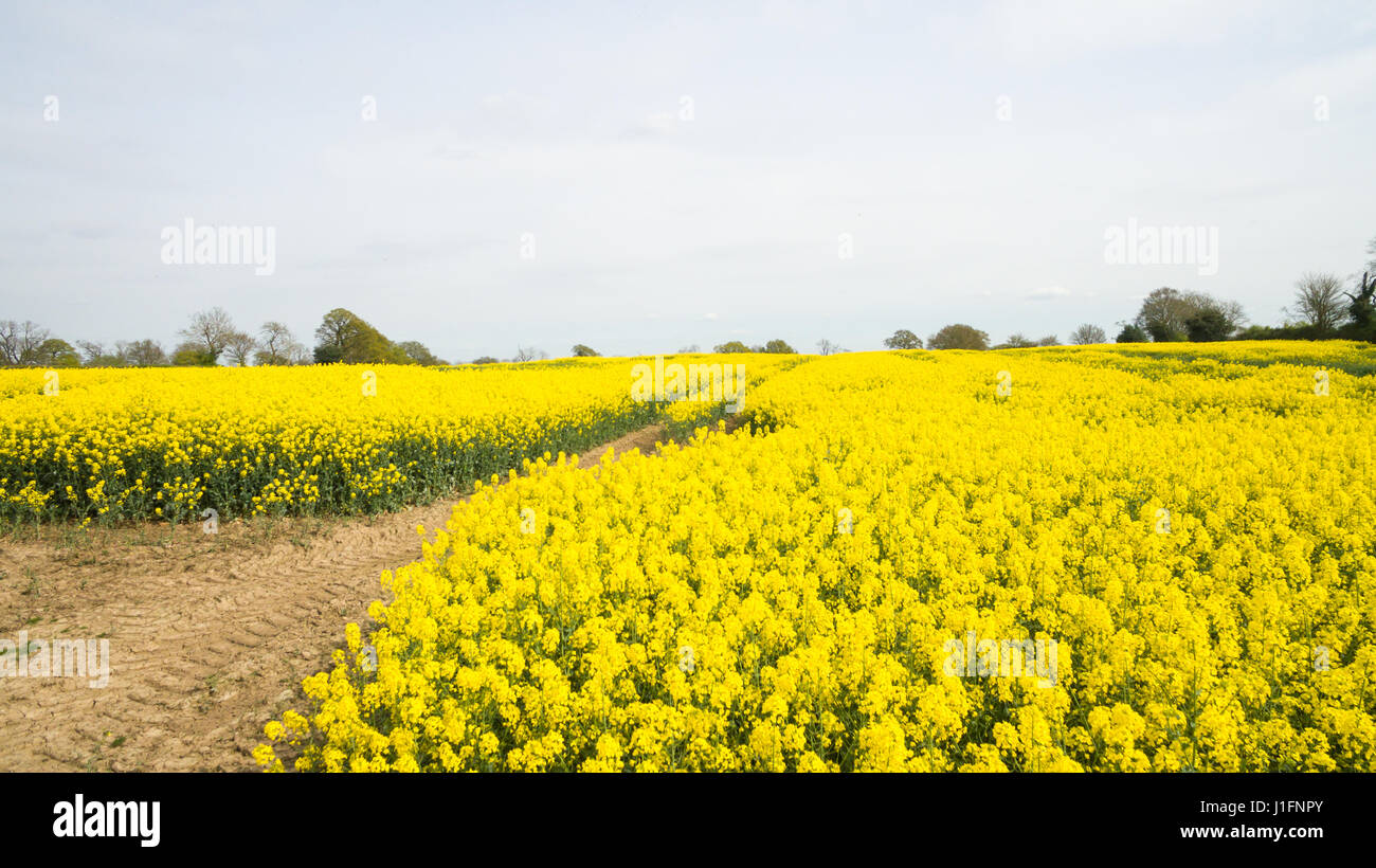 Aerial view rapeseed field Stock Photo - Alamy