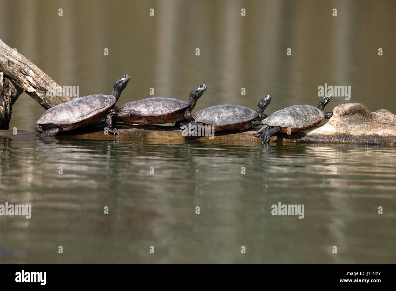 Northern red-bellied cooter. Pseudemys rubriventris, Basking. Maryland ...