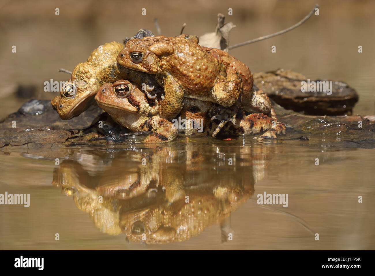 American toads (Anaxyrus americanus, formerly Bufo americanus) , males ...