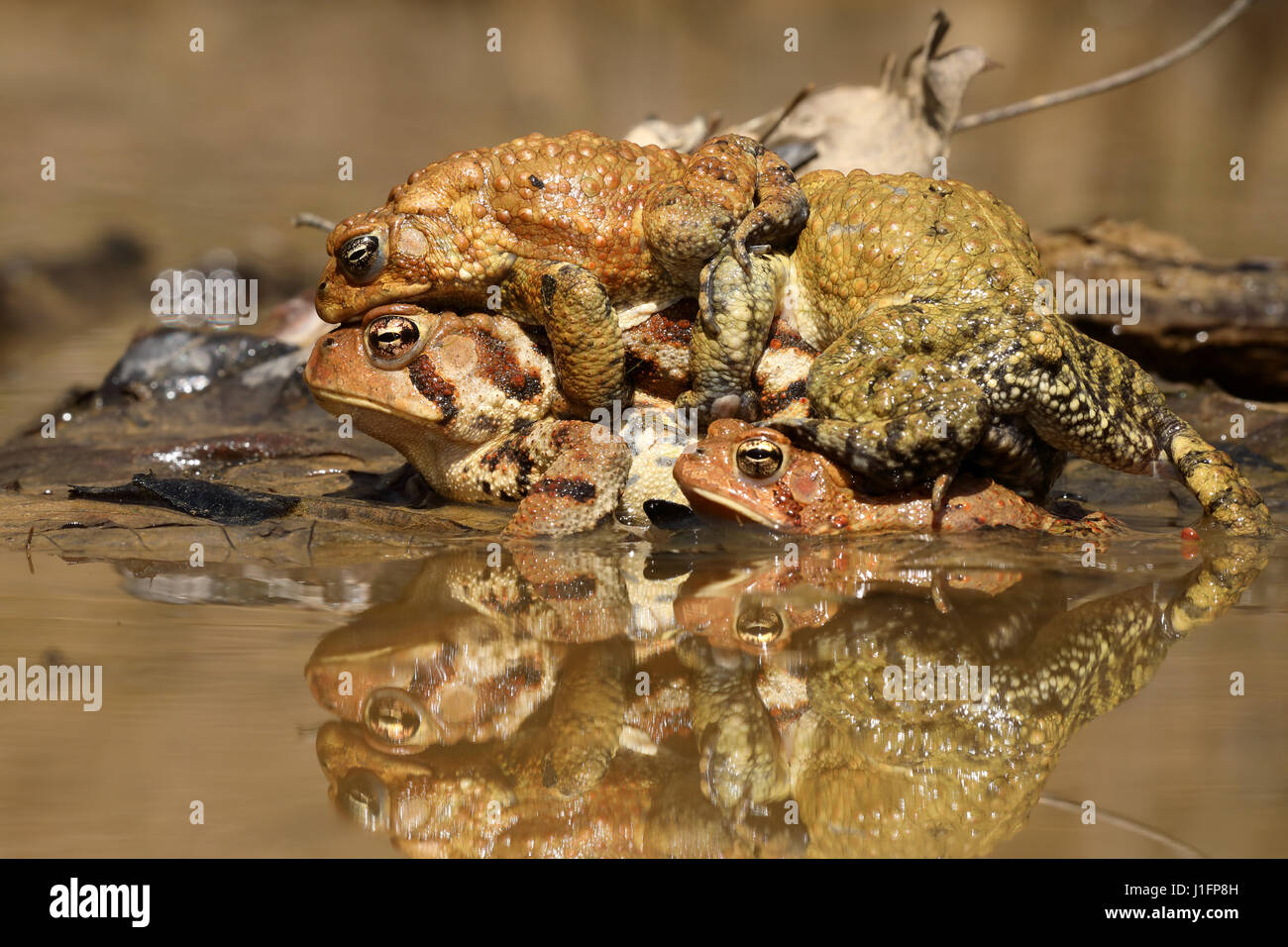 American toads (Anaxyrus americanus, formerly Bufo americanus) , males ...