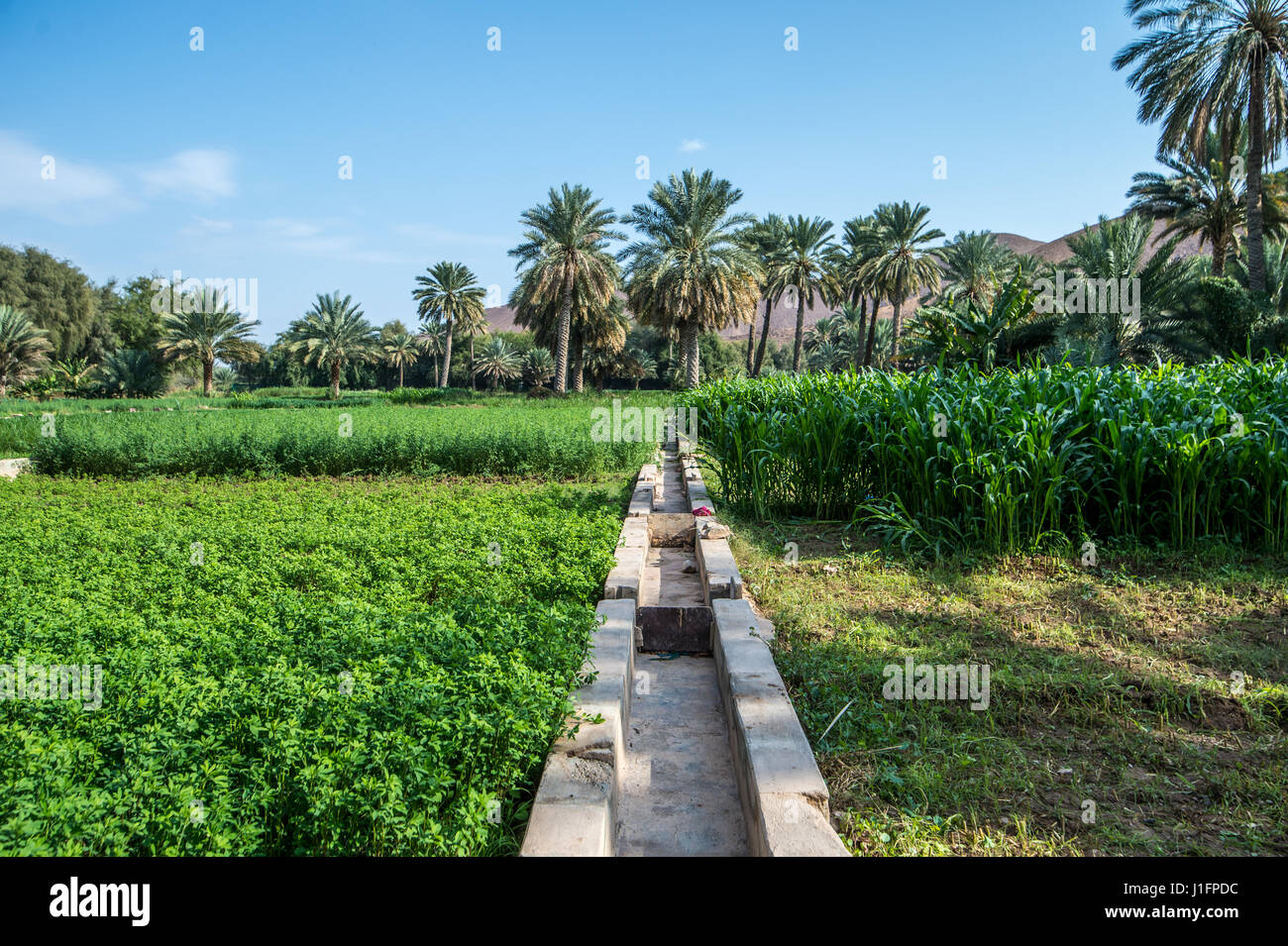 Date palm trees in al hi-res stock photography and images - Alamy