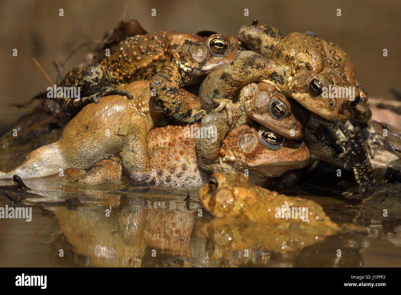 American toads (Anaxyrus americanus, formerly Bufo americanus) , males ...