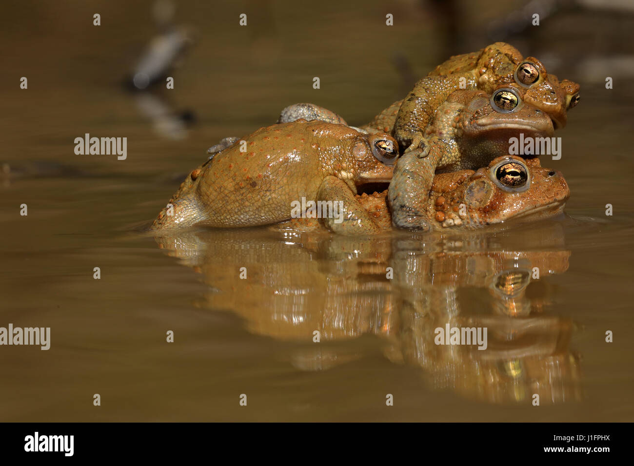American toads (Anaxyrus americanus, formerly Bufo americanus) , males ...