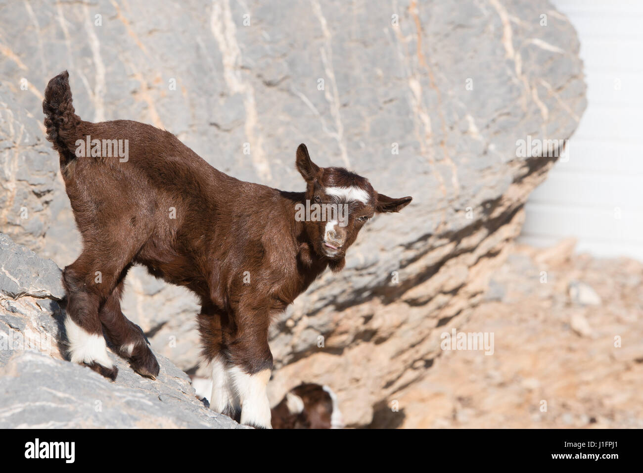 Arabic goats hi-res stock photography and images - Alamy