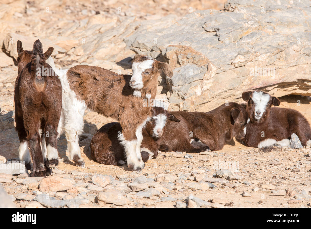 Oman goats hi-res stock photography and images - Alamy