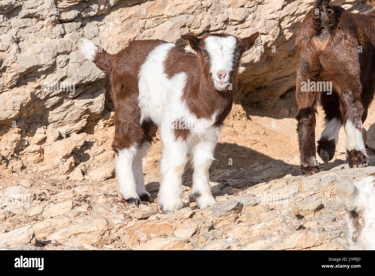 Oman goats hi-res stock photography and images - Alamy